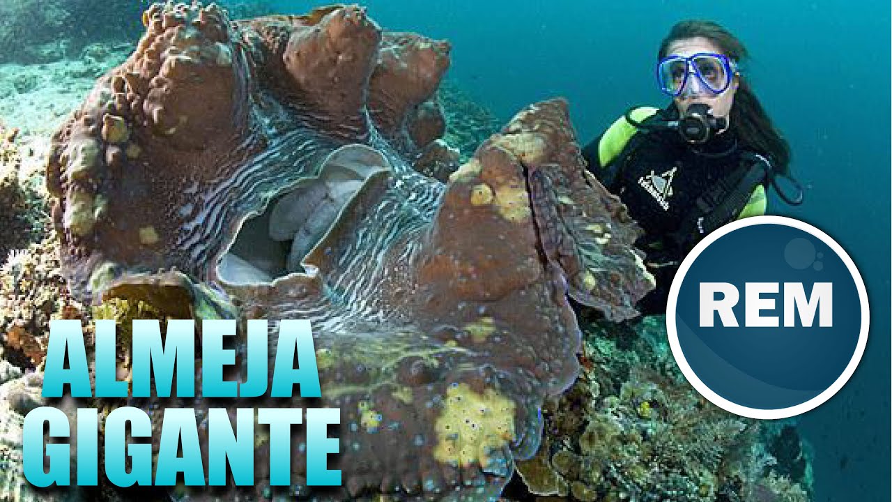 La historia de la extinción de la Almeja Gigante de Chipre