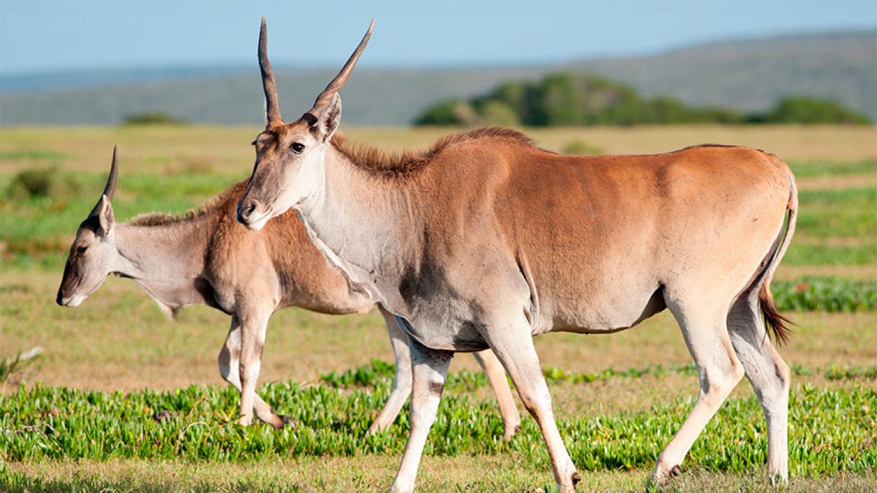Historia del antilope eland a través de sus fósiles