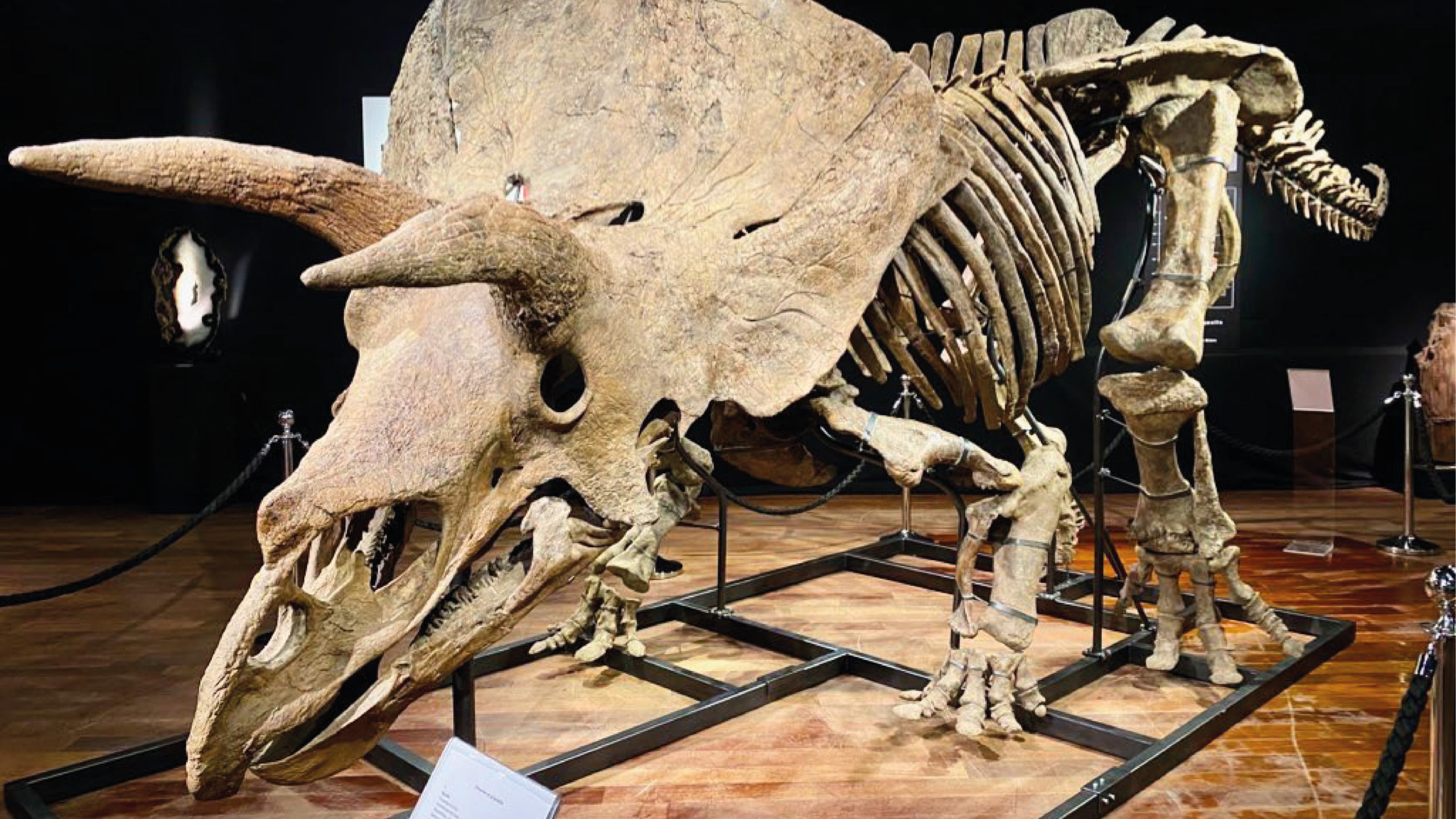 Secreto prehistórico: la tafonomía del Carcharodontosaurus