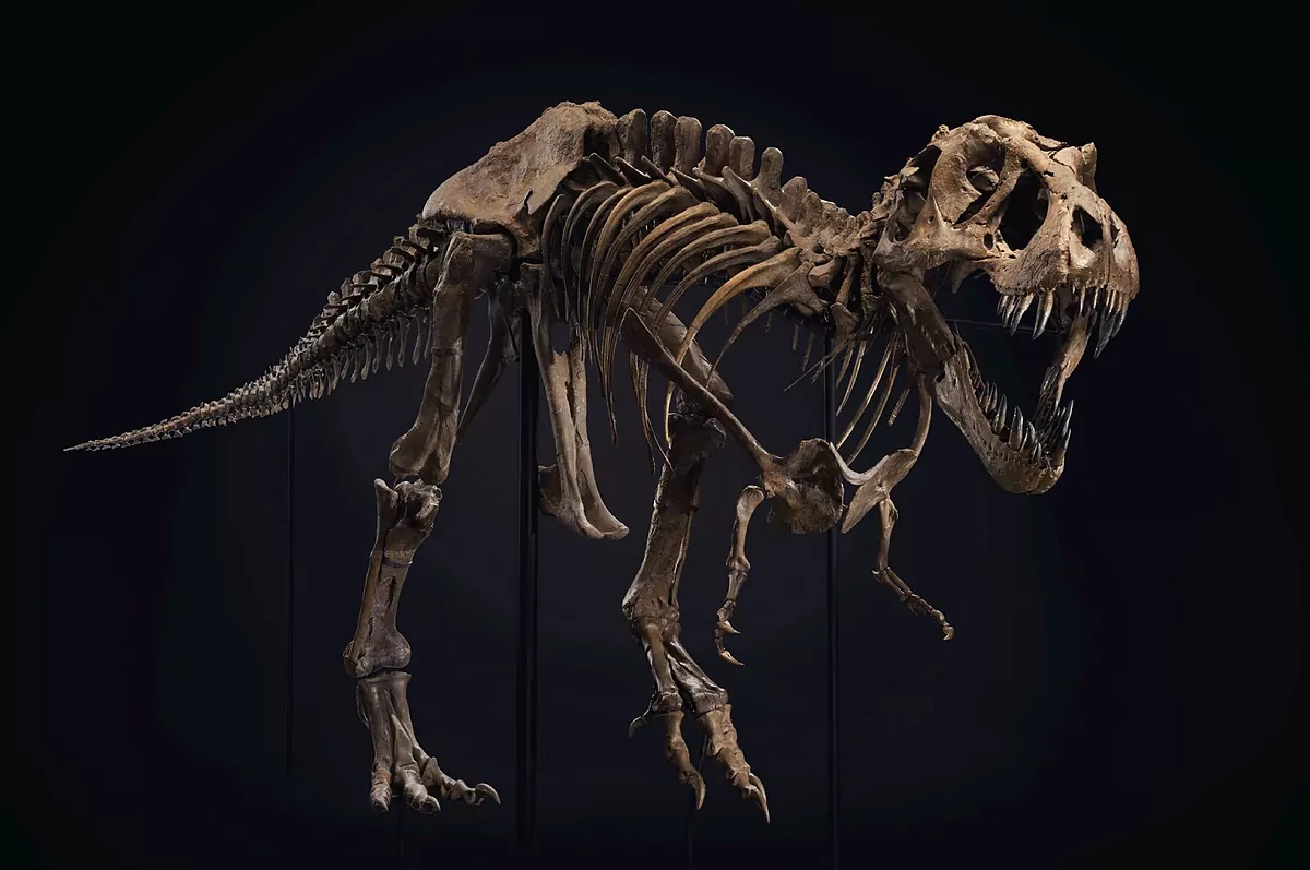 Fósil Beishanlong revela fascinantes secretos prehistóricos