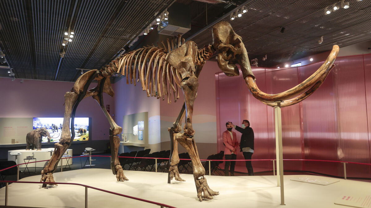 El estudio del Elephas maximus: Secretos de un fósil antiguo