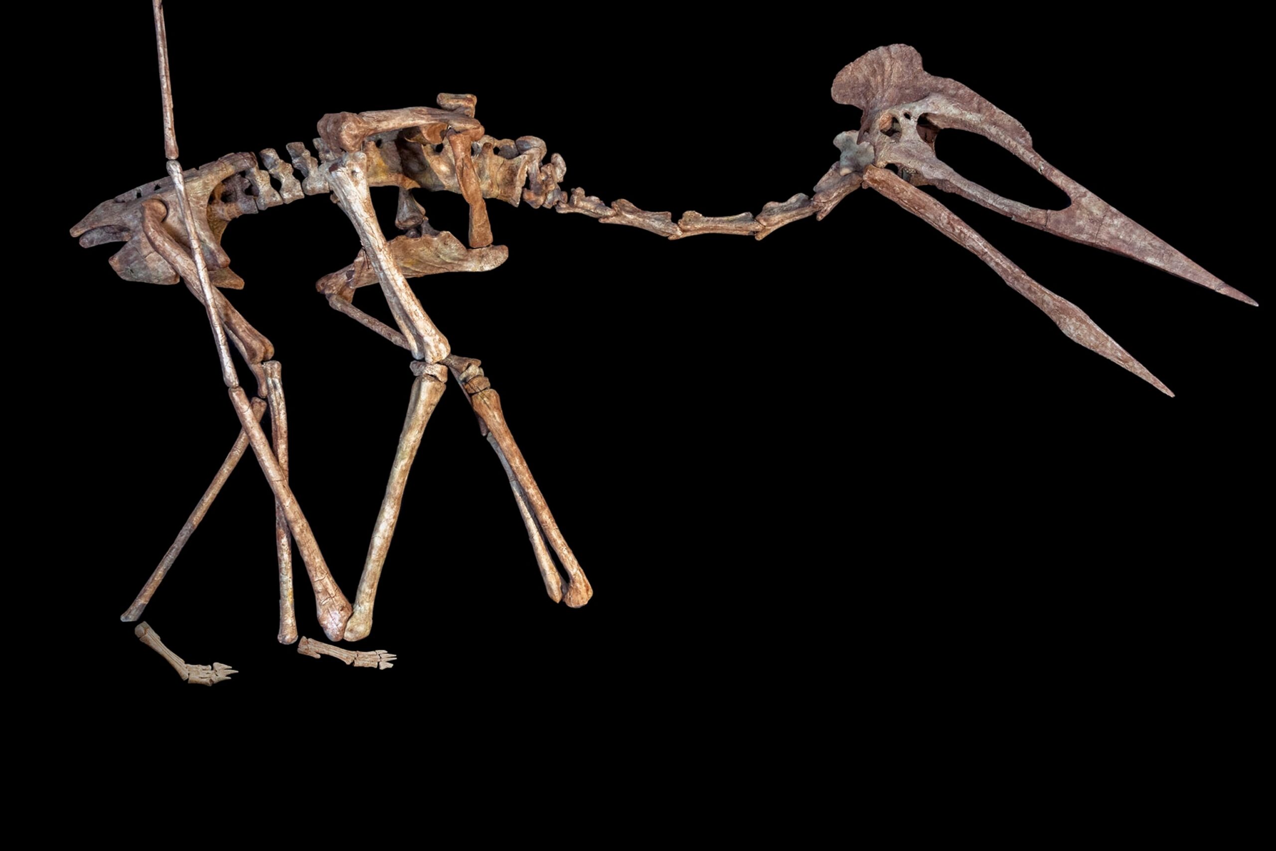 La tafonomía del fósil Azhdarchoid pterosaur: descubre su historia
