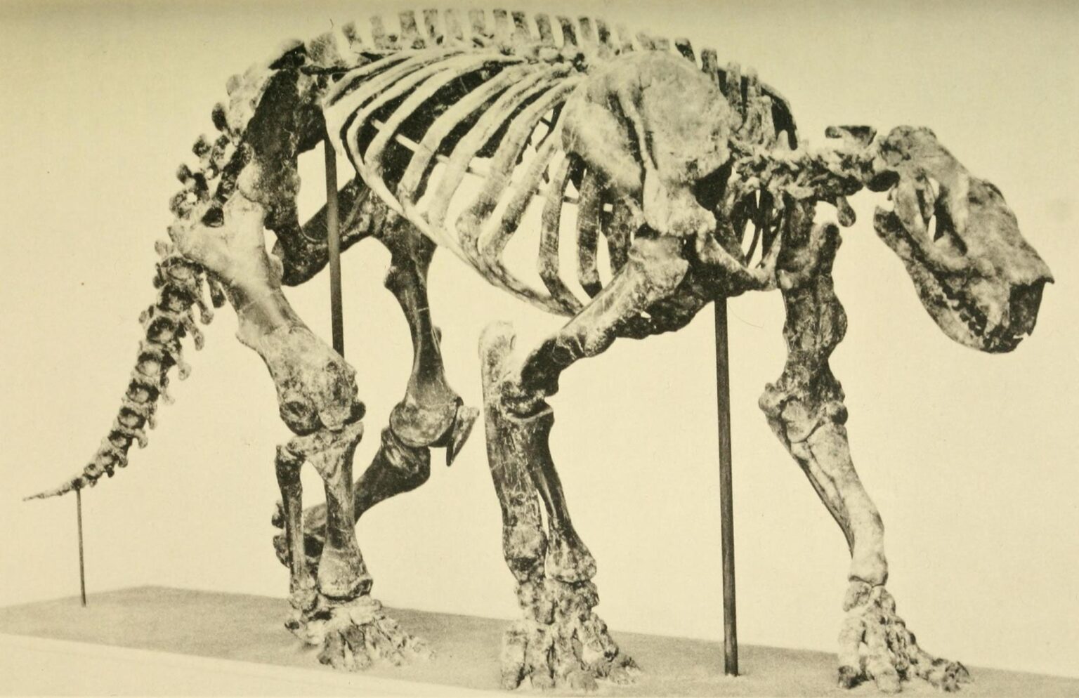 Descubriendo los secretos de la tafonomía del fósil Barylambda faberi