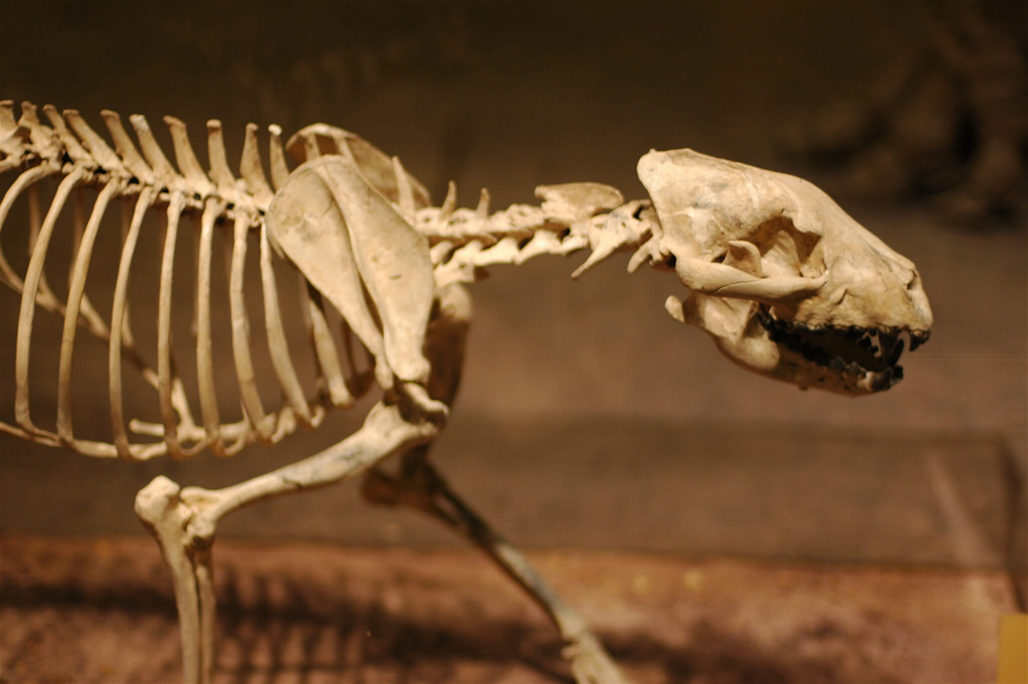 Tafonomía del fósil Borophagus pugnator: secretos de la vida pasada