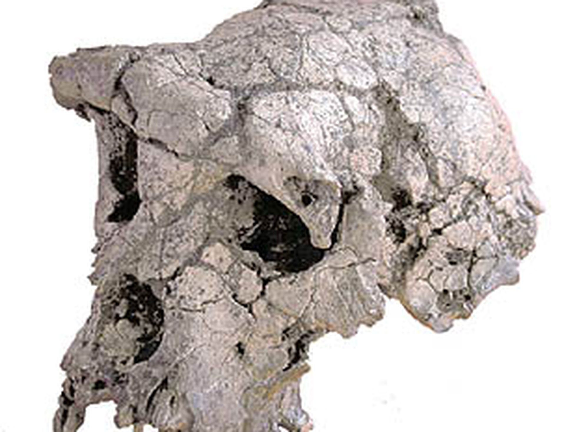 Viaje misterioso del fósil Chadian revela secretos