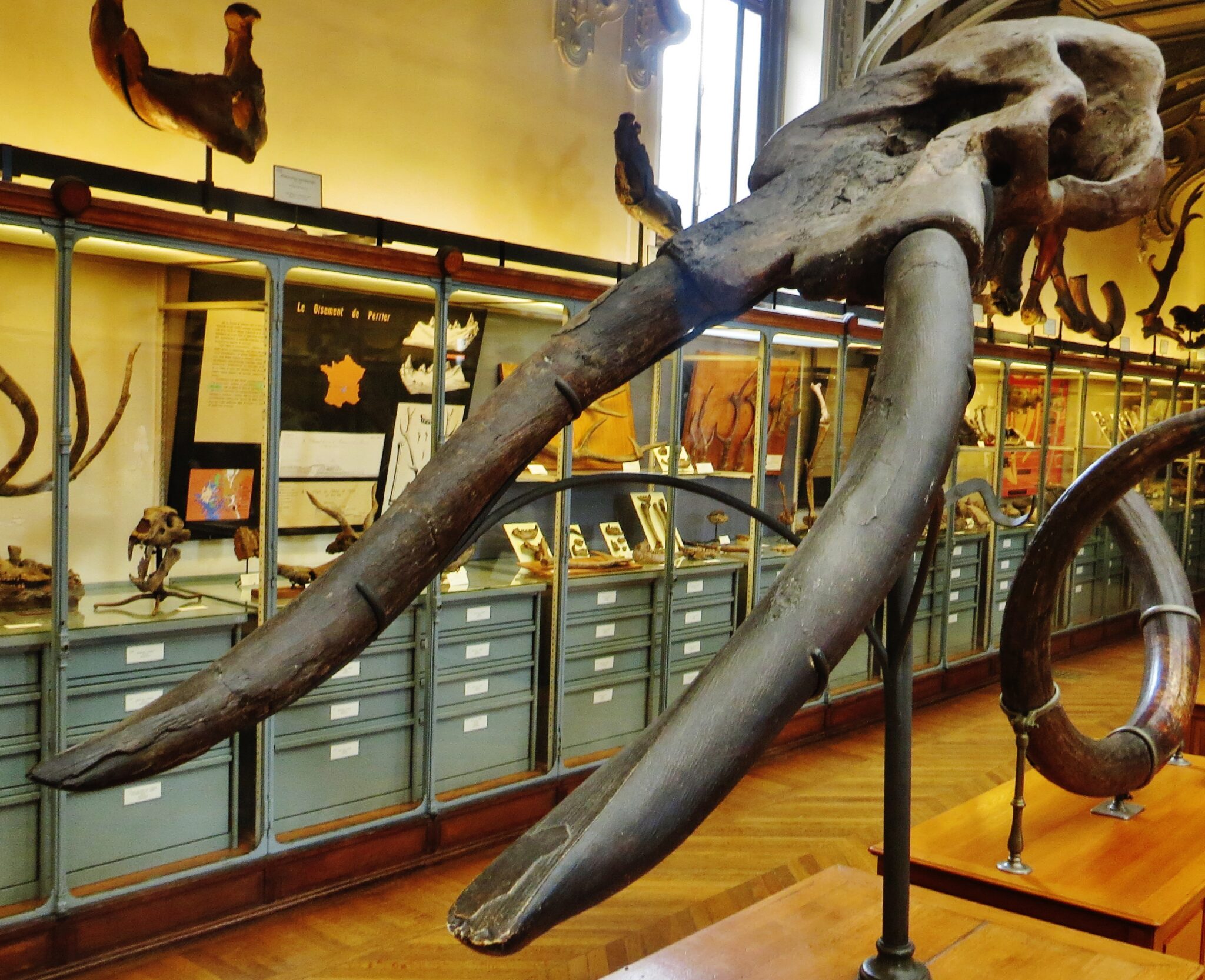 Tafonomía del fósil Cuvieronius: detalles de su vida y extinción