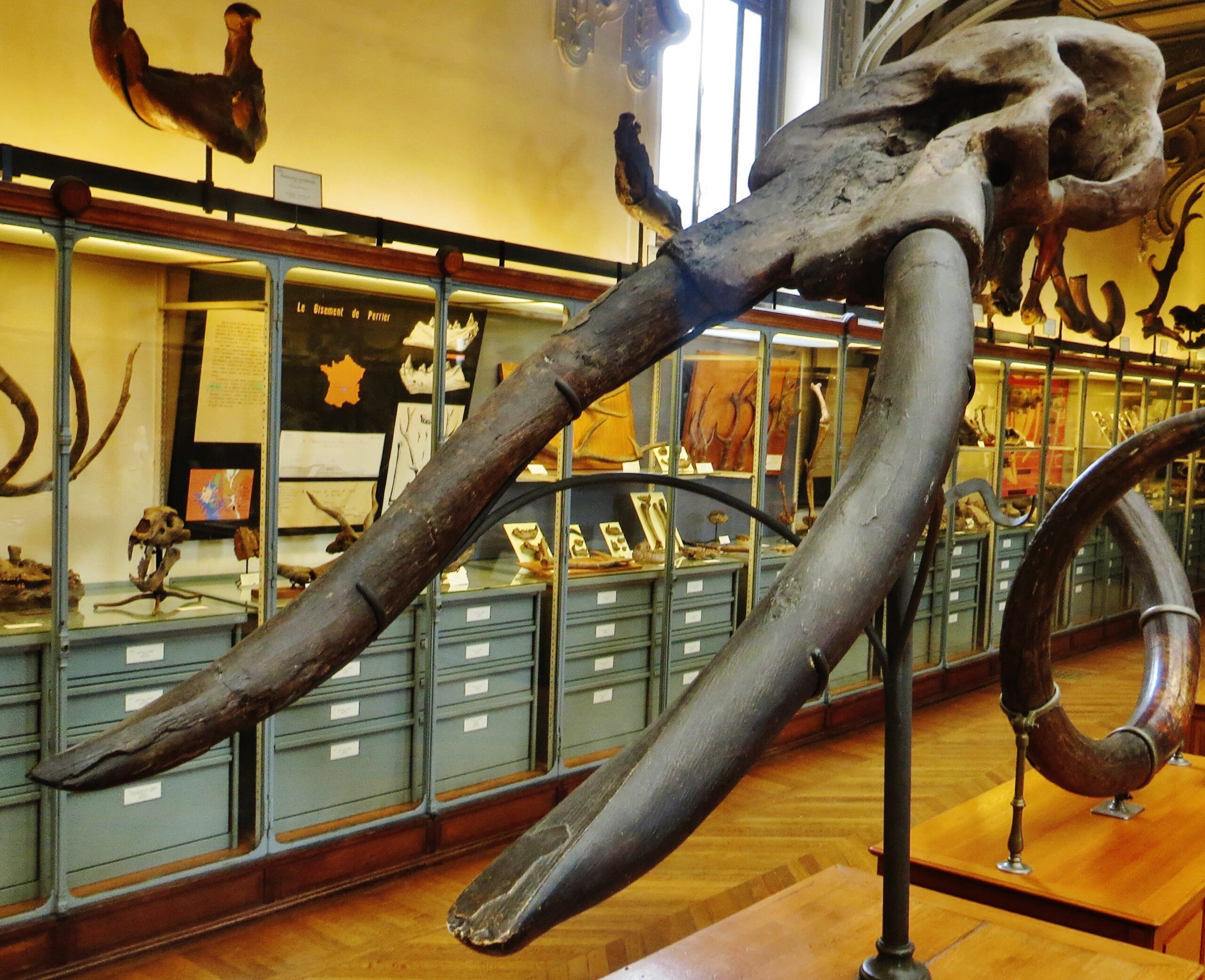 Tafonomía del fósil Cuvieronius: detalles de su vida y extinción