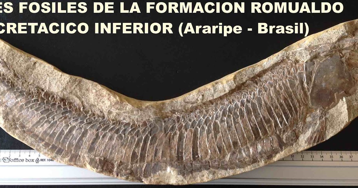 La historia de Araripesaurus castilhoi: tafonomía de un fósil único
