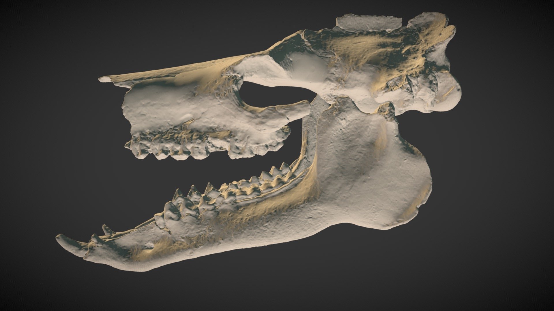 Secretos del pasado revelados por fósil Brachyodus jinniushanensis