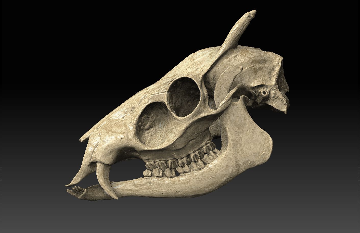 El fósil Cephalophus natalensis: Una ventana al pasado