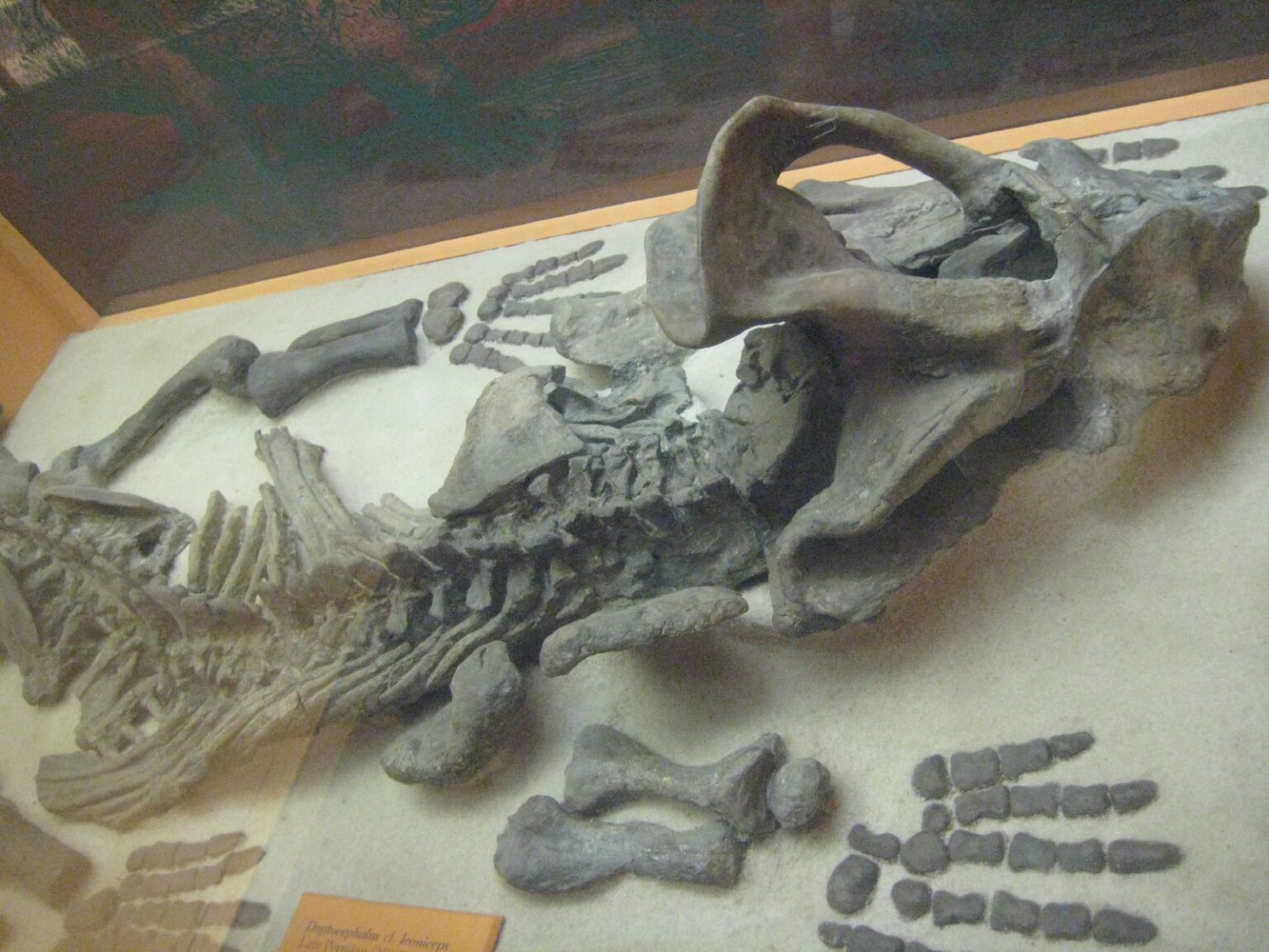 Tafonomía del fósil Dicynodon: Secretos de la historia