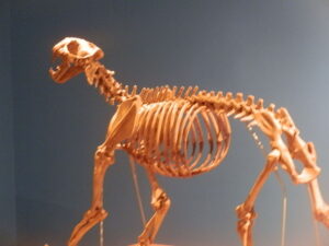 Descubriendo la historia de Homotherium a través de un fósil