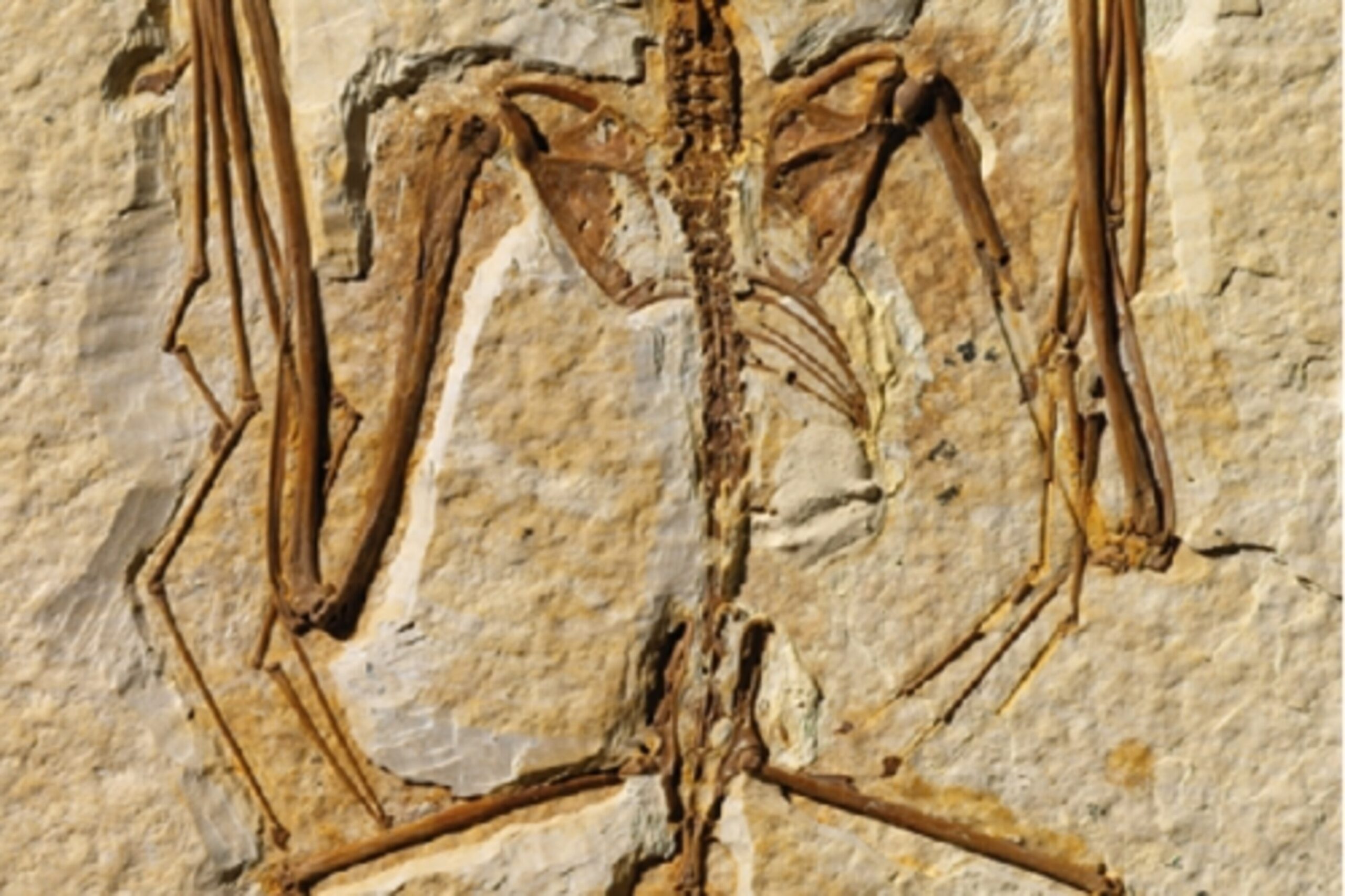 Nuevos datos sobre la vida de Nycteris thebaica a través de su fósil