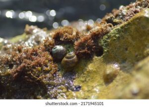 Secretos de la tafonomía del fósil Digenea simplex