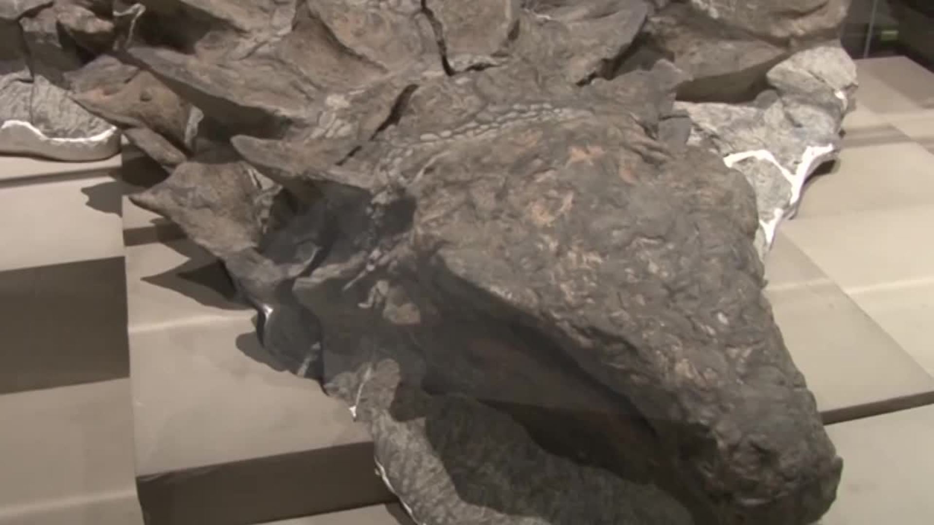 Secretos de la tafonomía del Suzhousaurus, el impresionante fósil