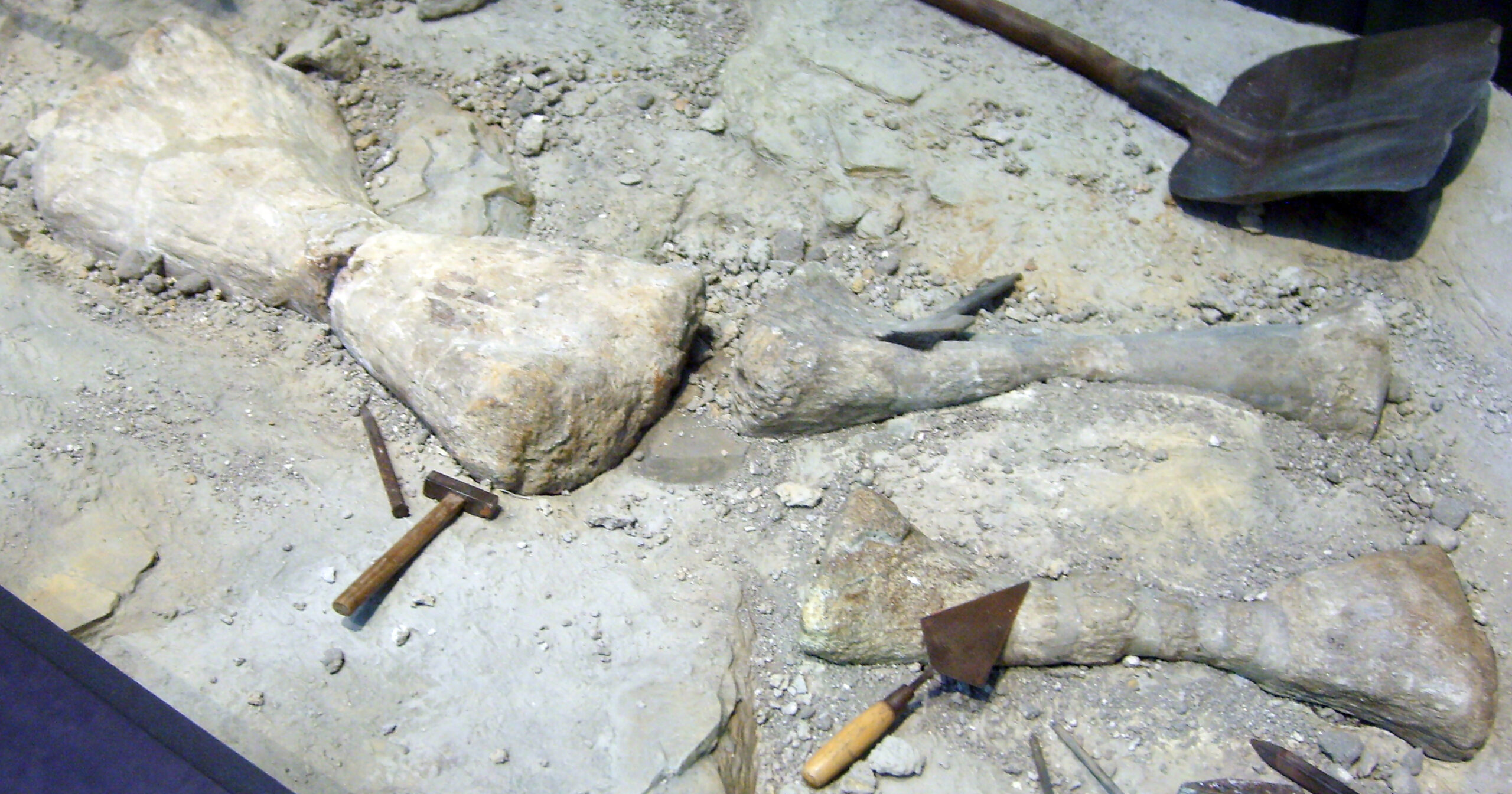 Tafonomía revela secretos del fósil Janenschia robusta