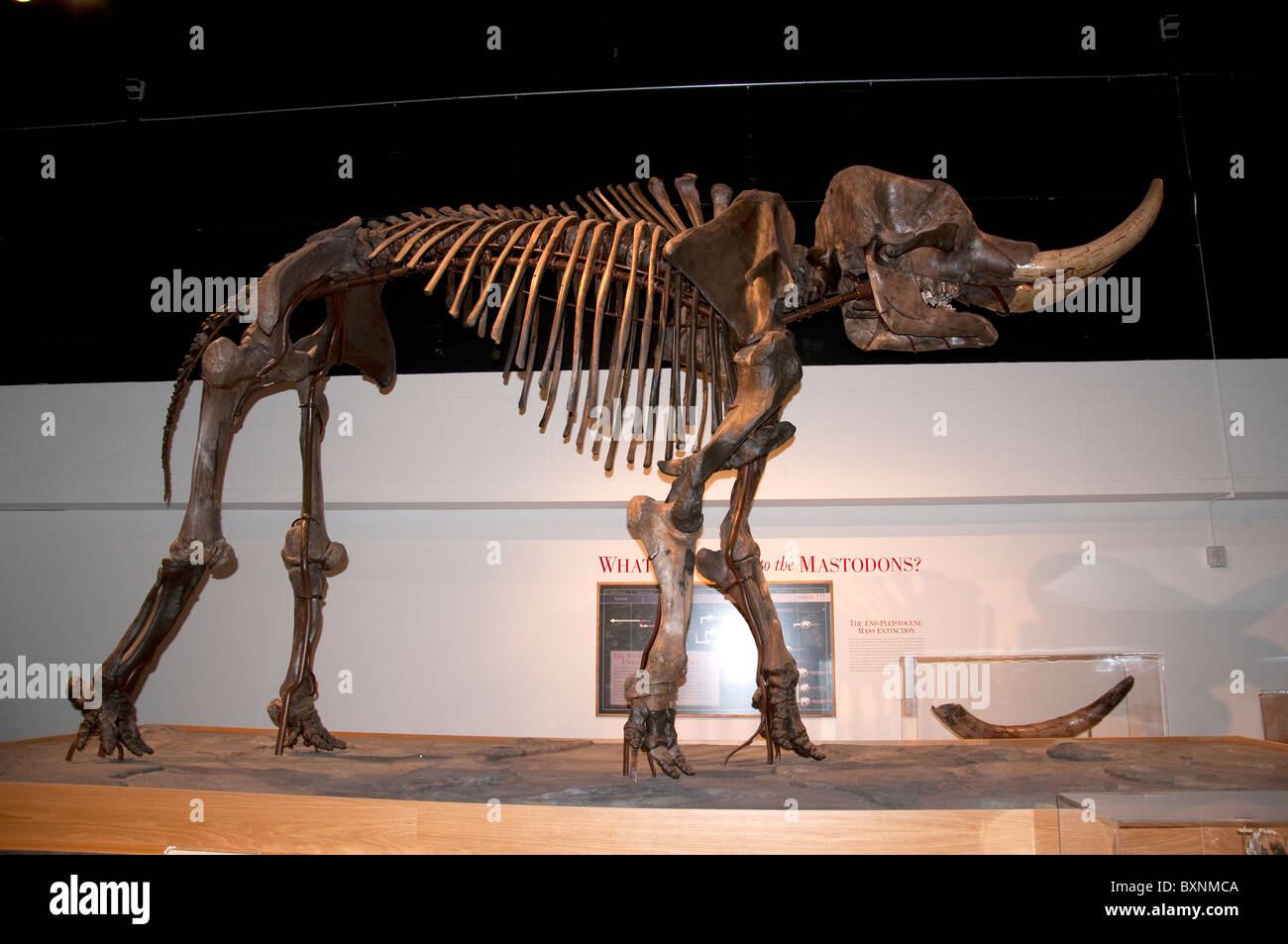 Misterios de la extinción: Tafonomía del Mastodonte