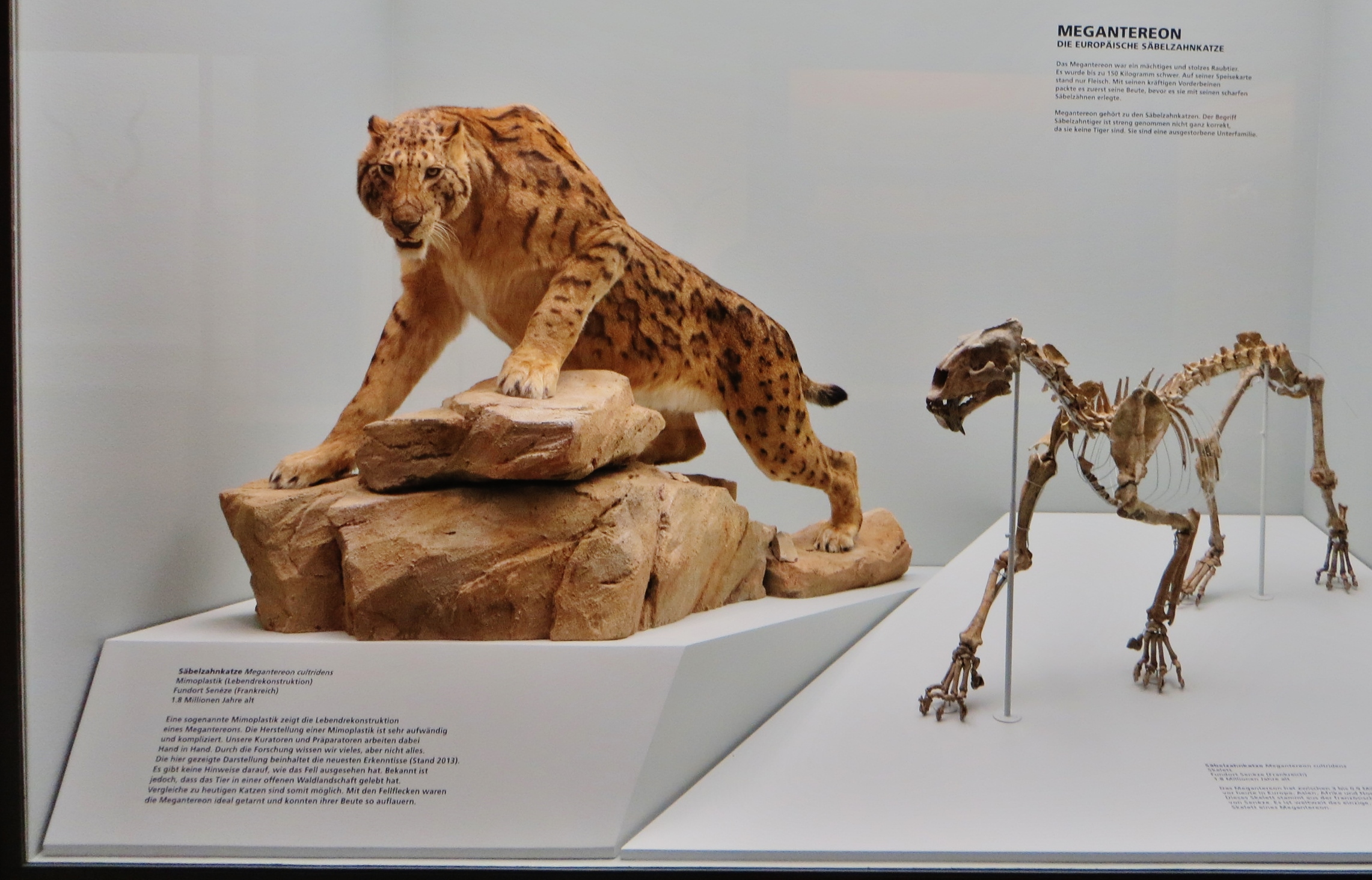 Revelan secretos en fósil de Megantereon