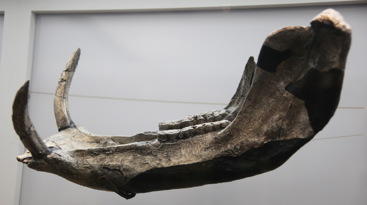 La historia del fósil Metridiochoerus: descubrimiento y tafonomía