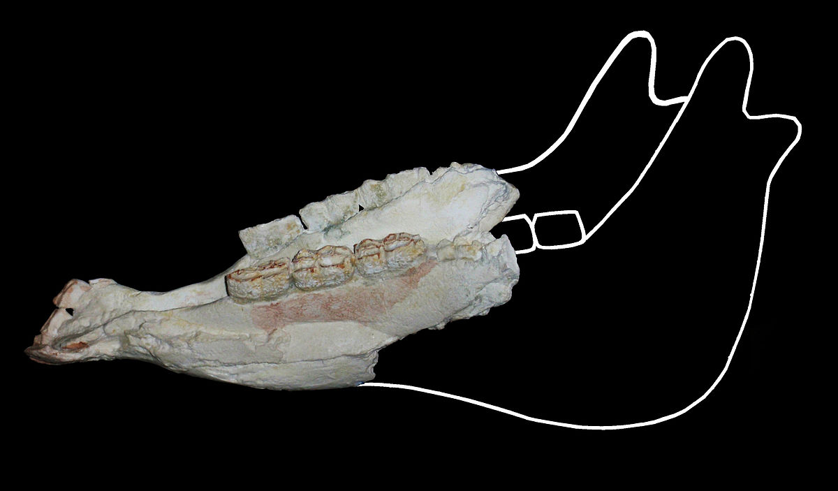 Tafonomía del fósil Nannippus aztecus: Secretos de su conservación