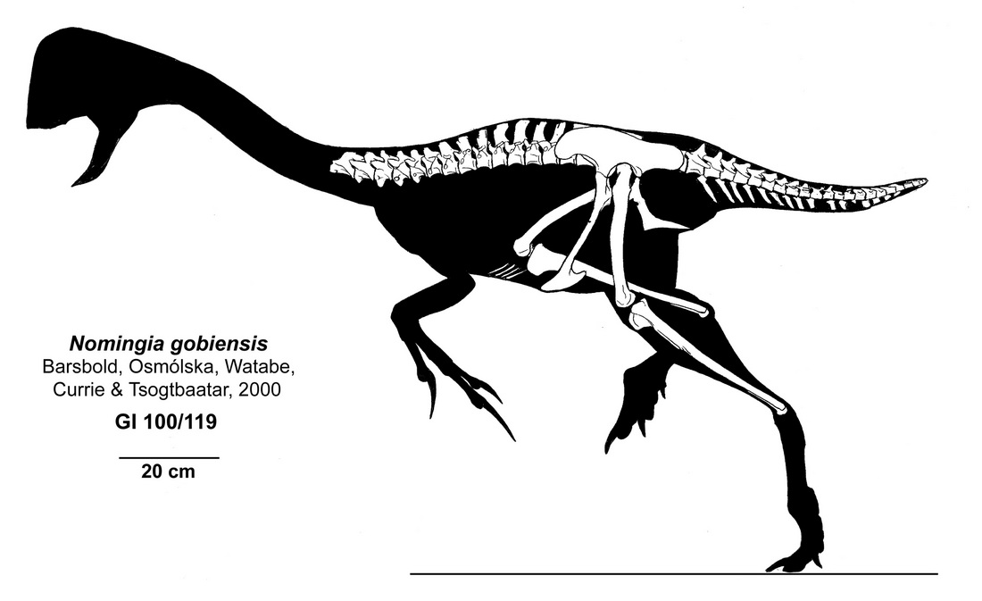 Descubriendo los secretos del fósil Nomingia a través de la tafonomía