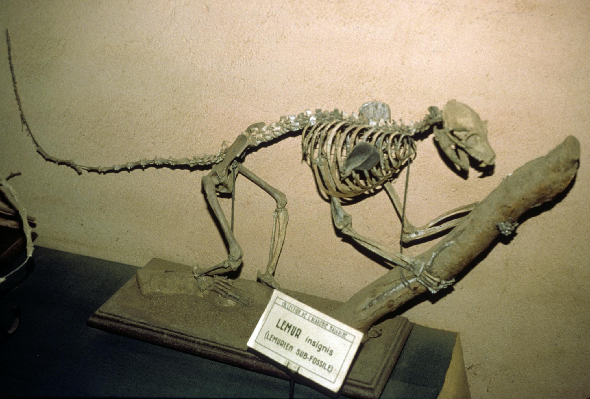 Tafonomía del fósil del lemur gigante Pachylemur insignis