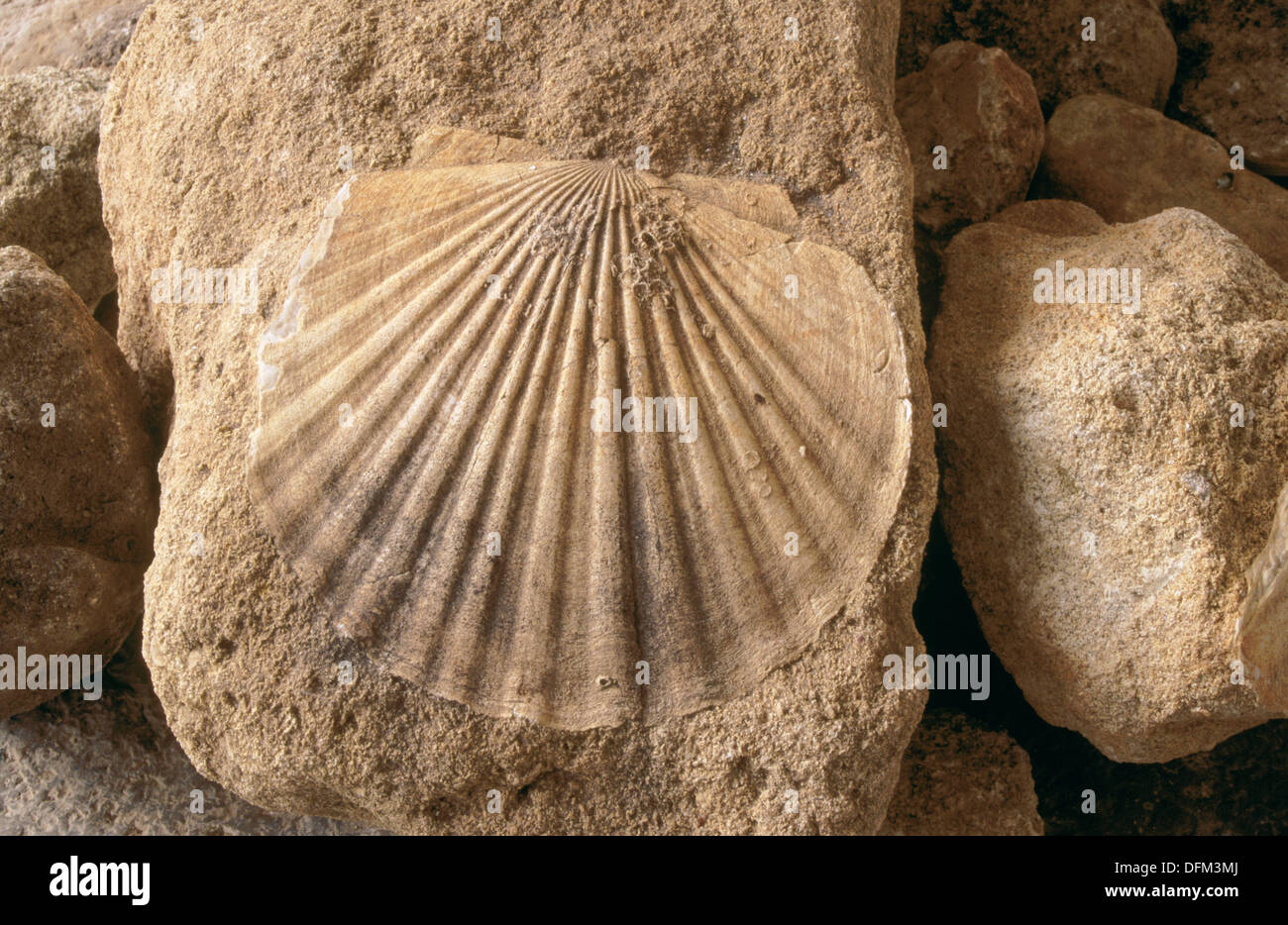 Tafonomía del fósil Pectens revela su historia