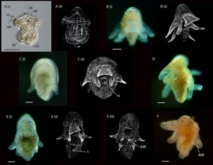 La tafonomía del fósil Polycladida y su evolución