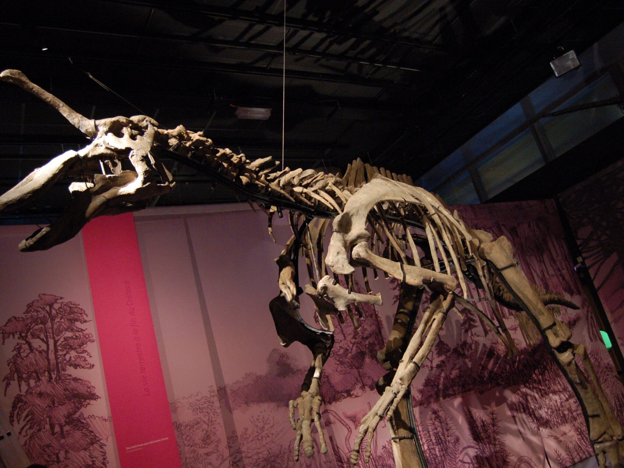 Descubriendo la Tafonomía del fósil Tsintaosaurus spinorhinus