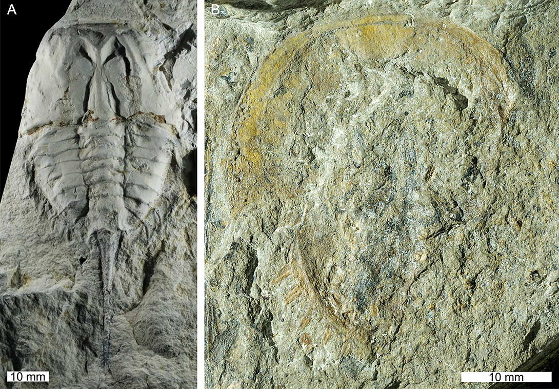 Tafonomía del fósil Xiphosurids: información prehistórica