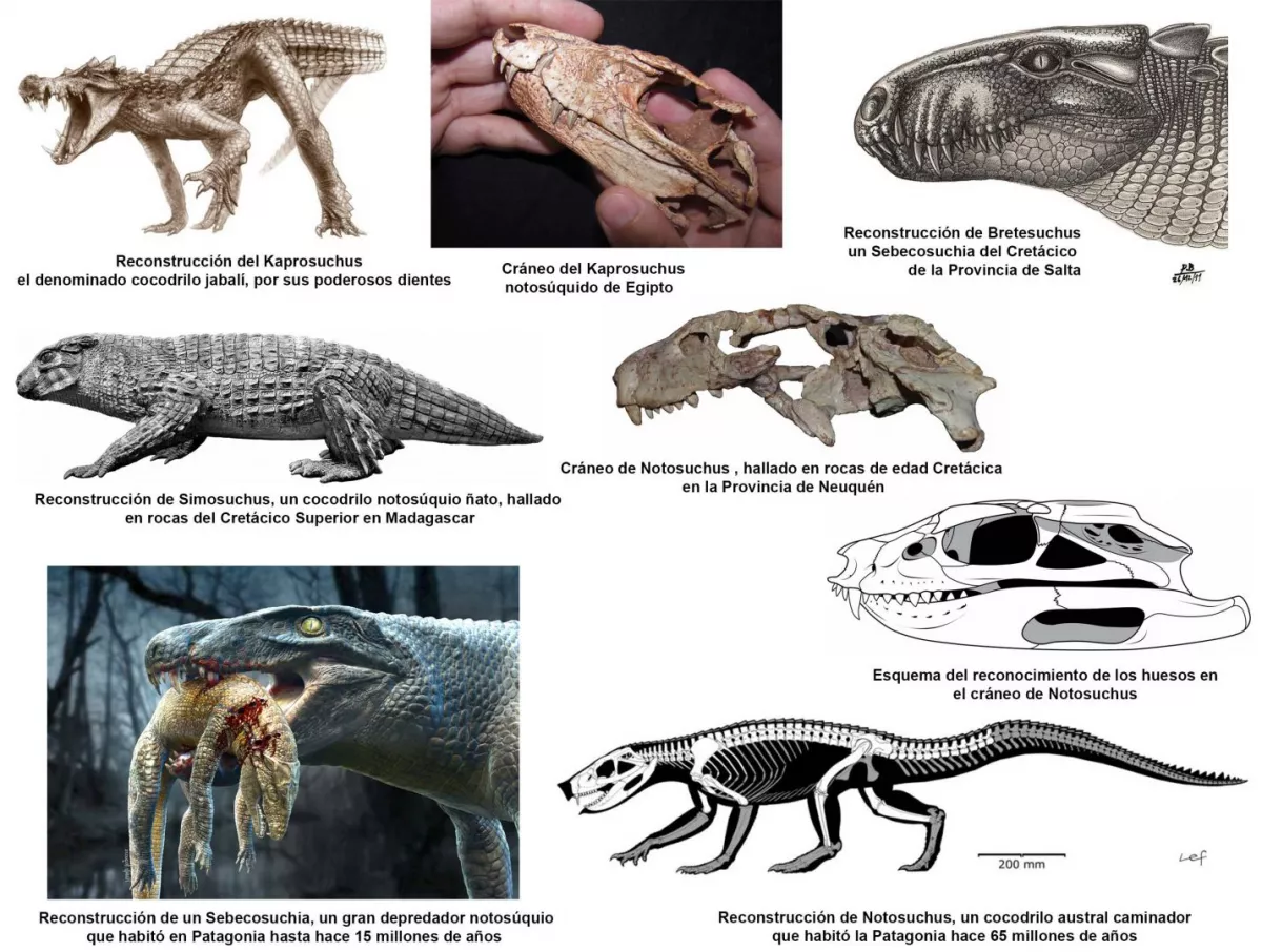 Explorando la tafonomía de Notosuchus y su conservación