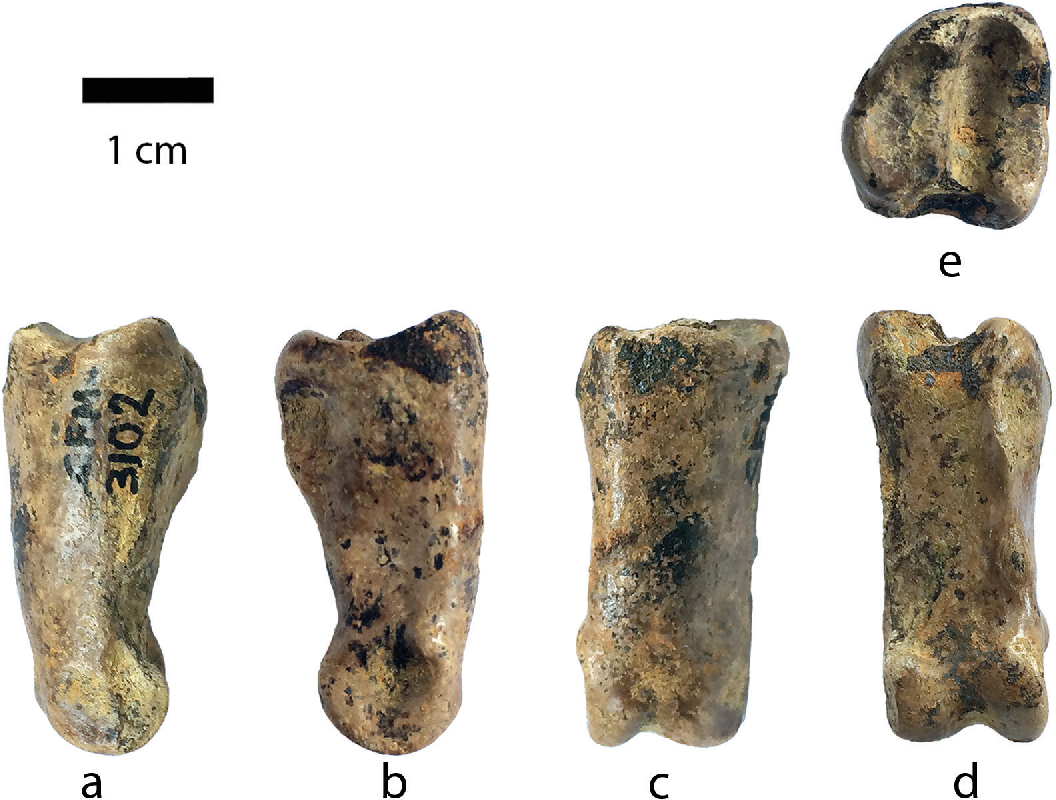 Descubriendo los secretos de la Tafonomía del fósil Tayassuidae