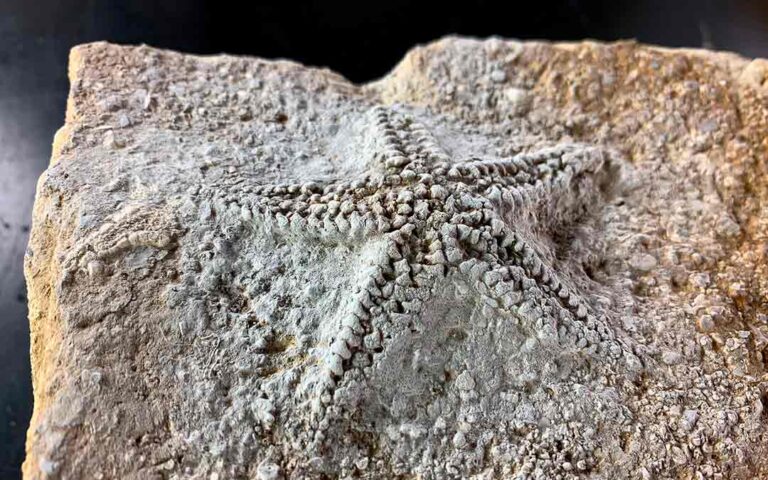 Tafonomía de Fósiles Marinos: Claves de Evolución