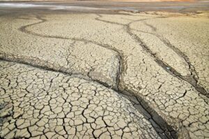 Desecación: clave para preservar la biodiversidad