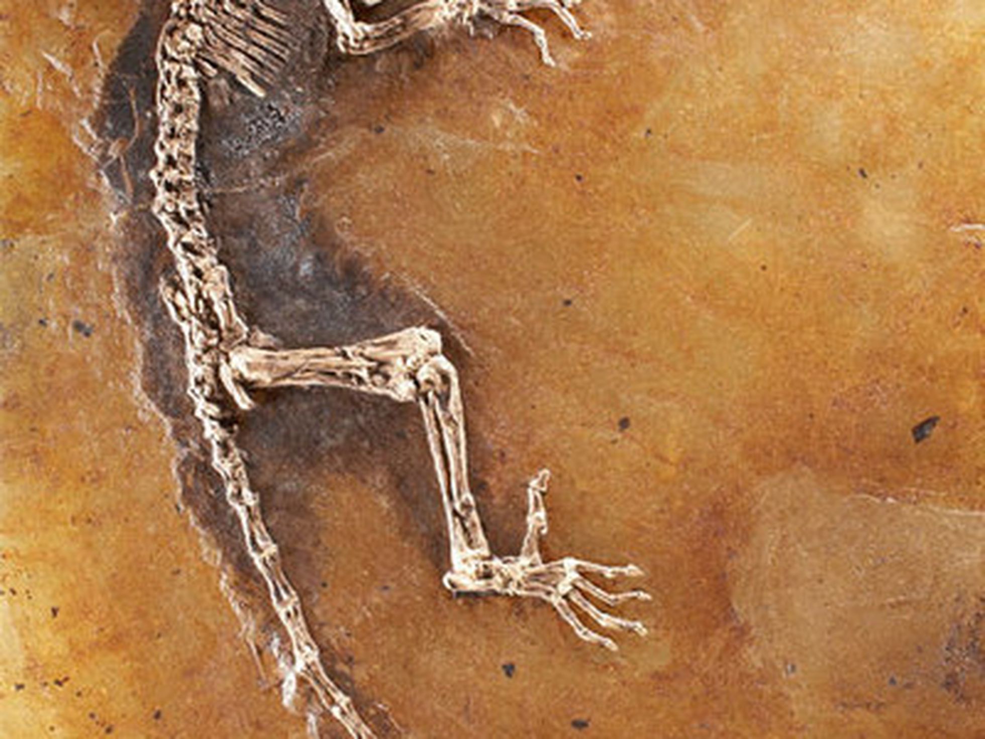 Cercopithecoides hopwoodi y su tafonomía evolutiva