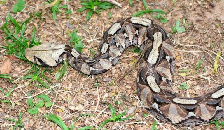 Secretos de la desaparición de la serpiente Bitis gabonica revelados